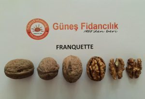 Franquette Walnut Sapling | Gunes Nursery Turkey
