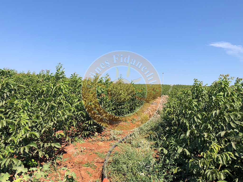 Key Points Of Walnut Garden | Gunes Nursery Turkey
